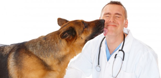 Un chien peut détecter le cancer de la prostate - Allo-Médecins